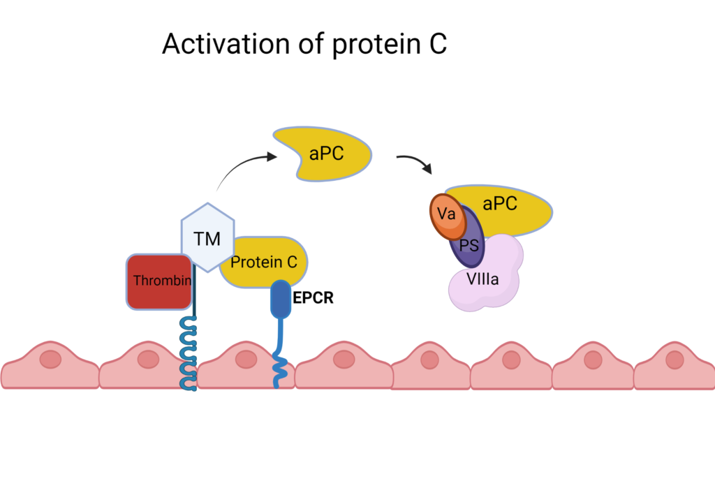 Biomarkers for cancer associated venous thromboembolism - Hospital ...
